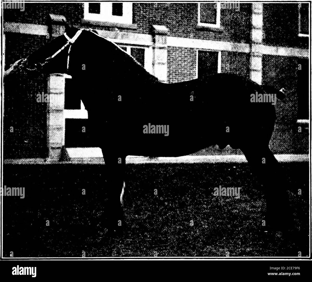 Horses equals Black and White Stock Photos & Images - Alamy