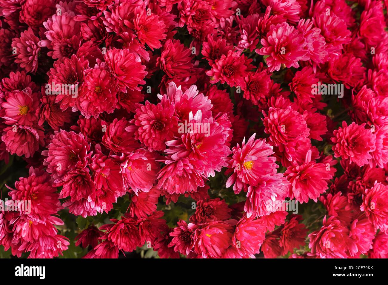 red holiday flowers texture background Stock Photo - Alamy