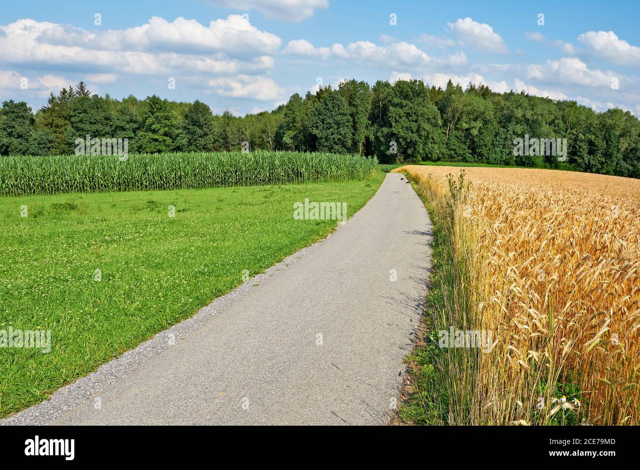 Asphalt path between fields Stock Photo - Alamy