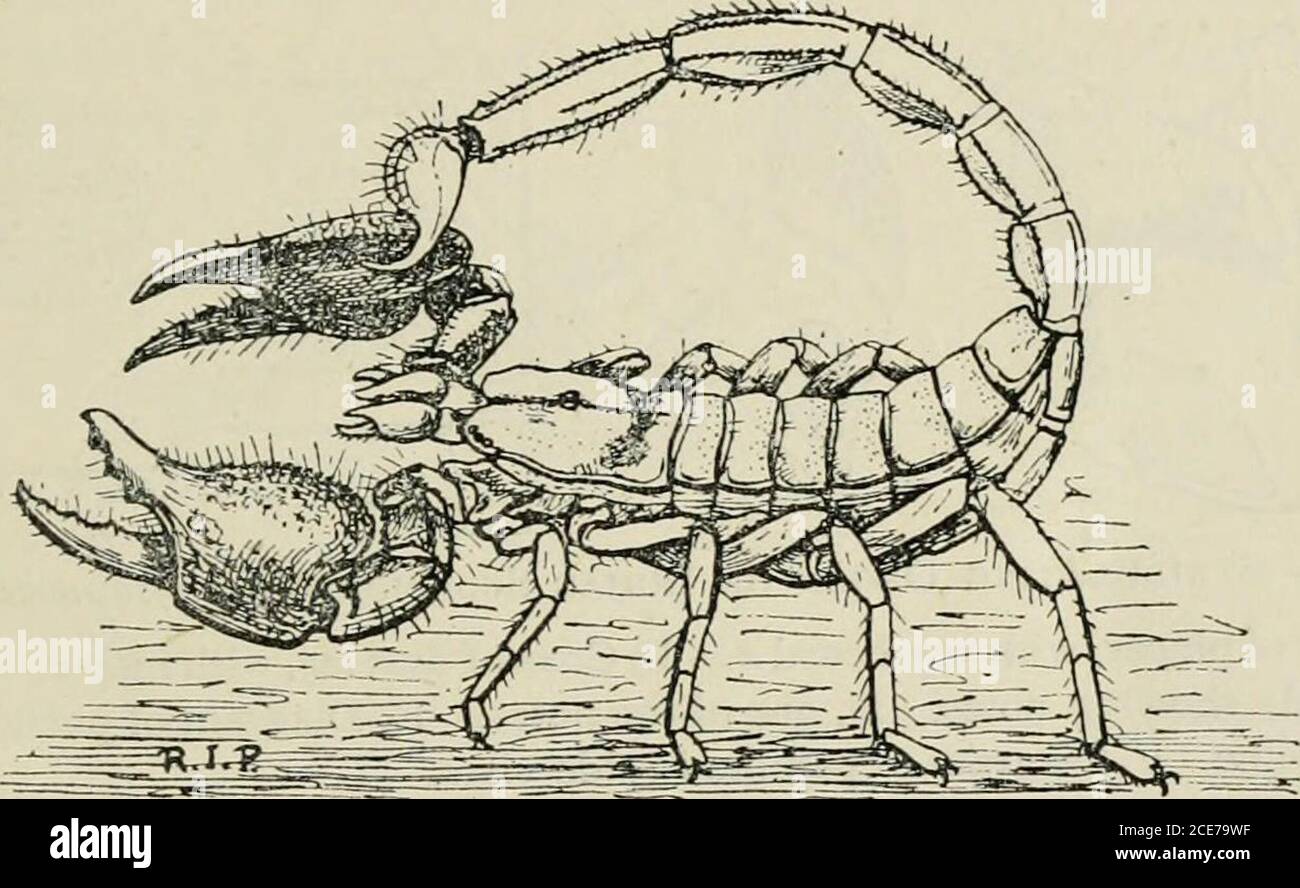 Pincer movements hi-res stock photography and images - Alamy