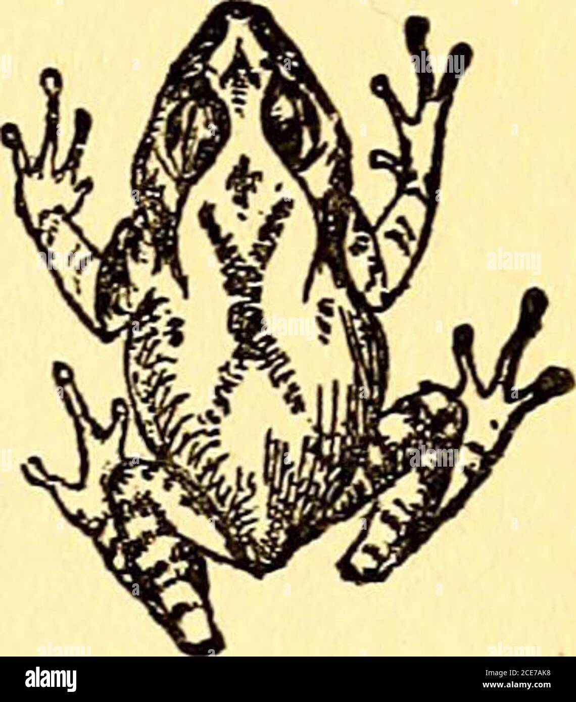 Yan kin hi-res stock photography and images - Alamy