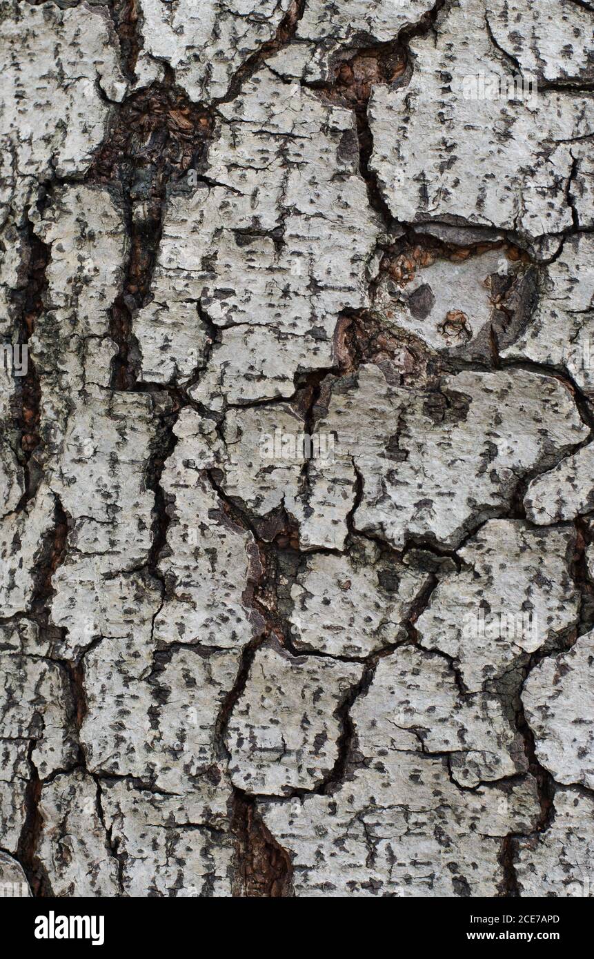 Grunge Texture of Tree Peel Stock Photo - Alamy