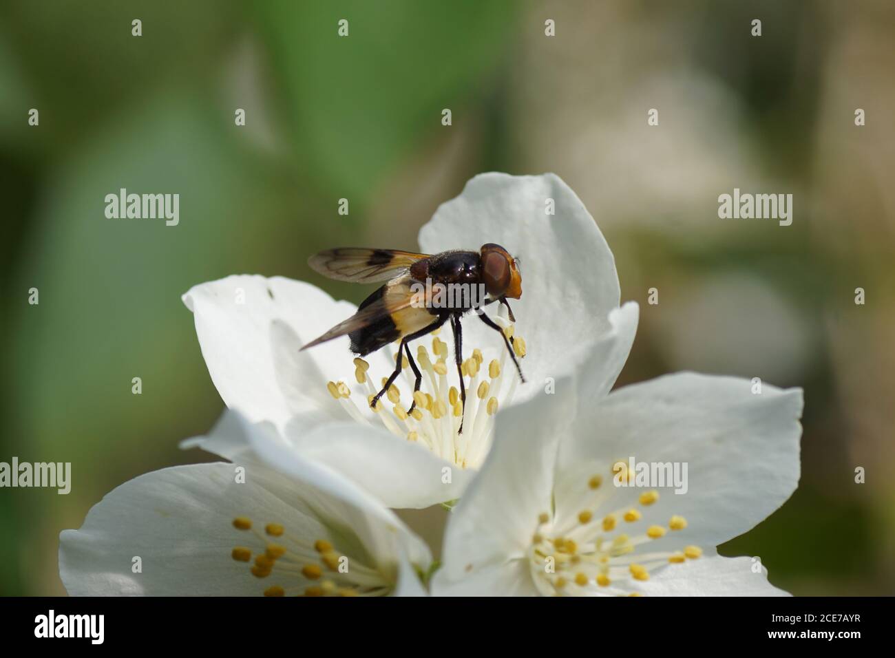Hoverfly, Pied Plumehorn, White-banded Drone Fly(Volucella pellucens ...