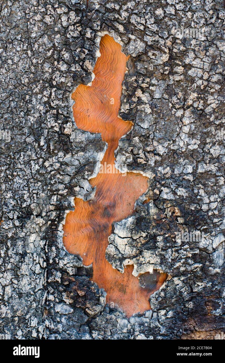 Grunge Texture of Tree Peel Stock Photo - Alamy