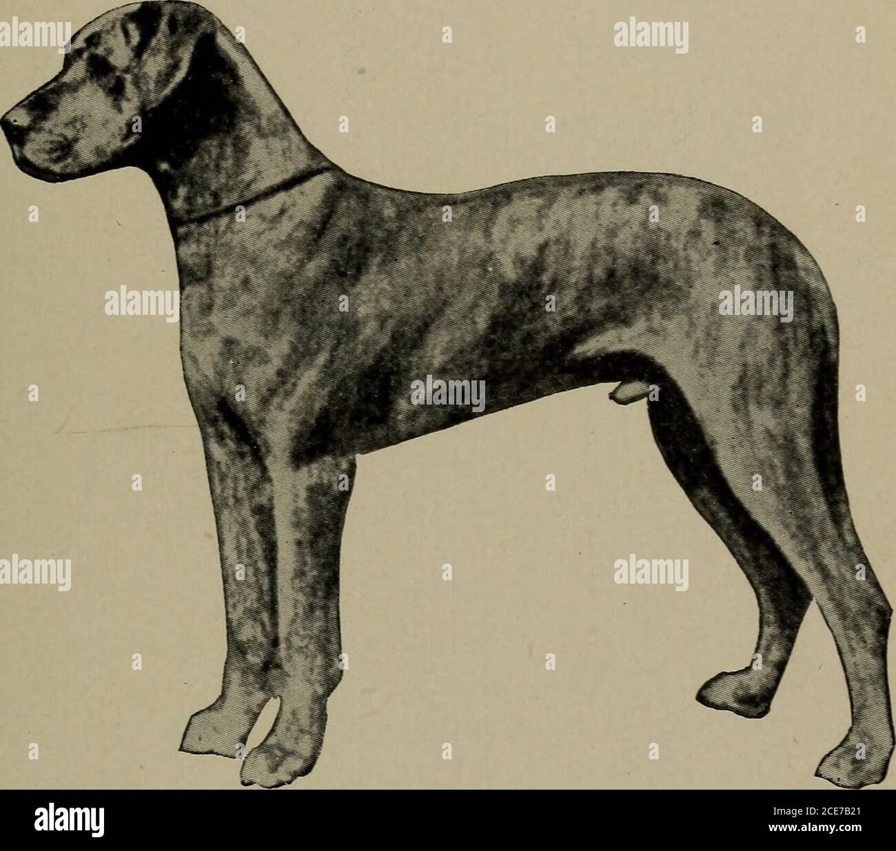 How Long Have Dogs Been On The Earth