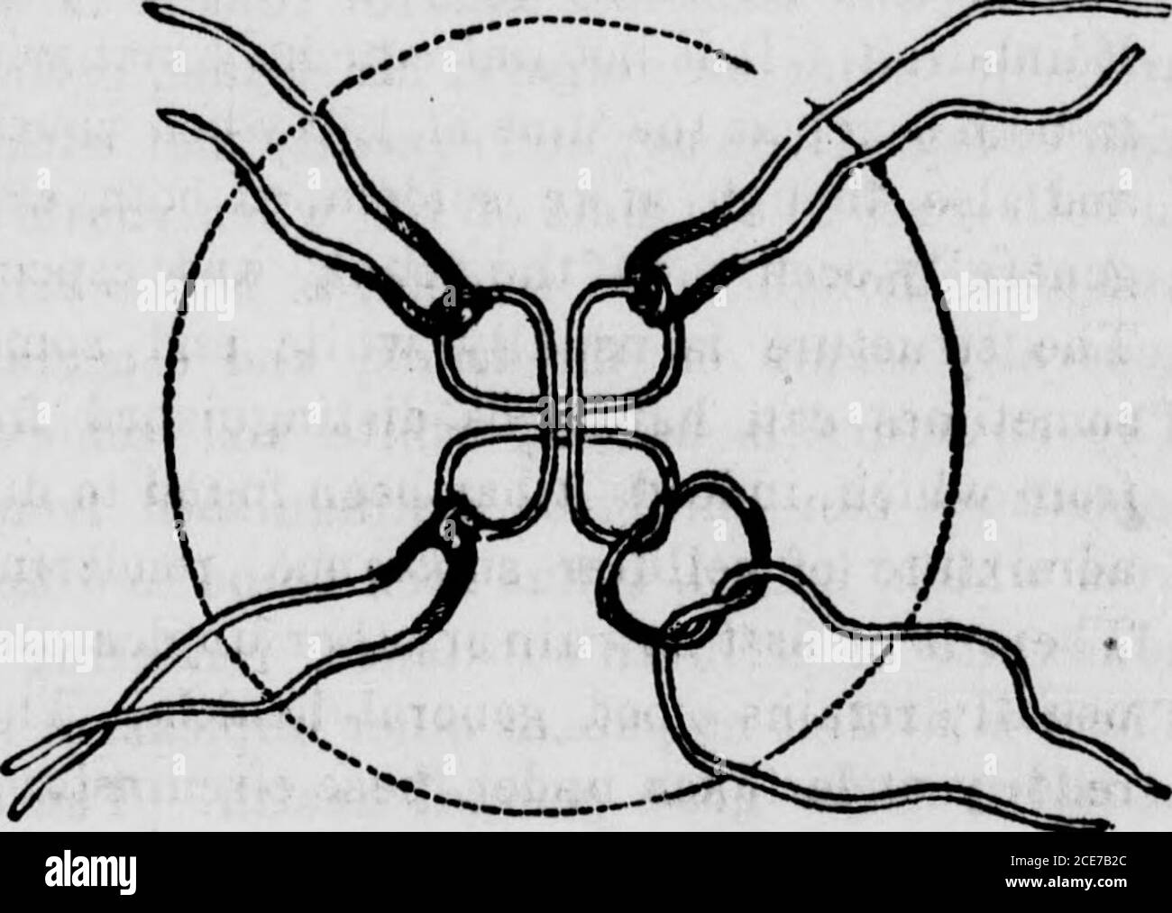 Steatoma hi-res stock photography and images - Alamy