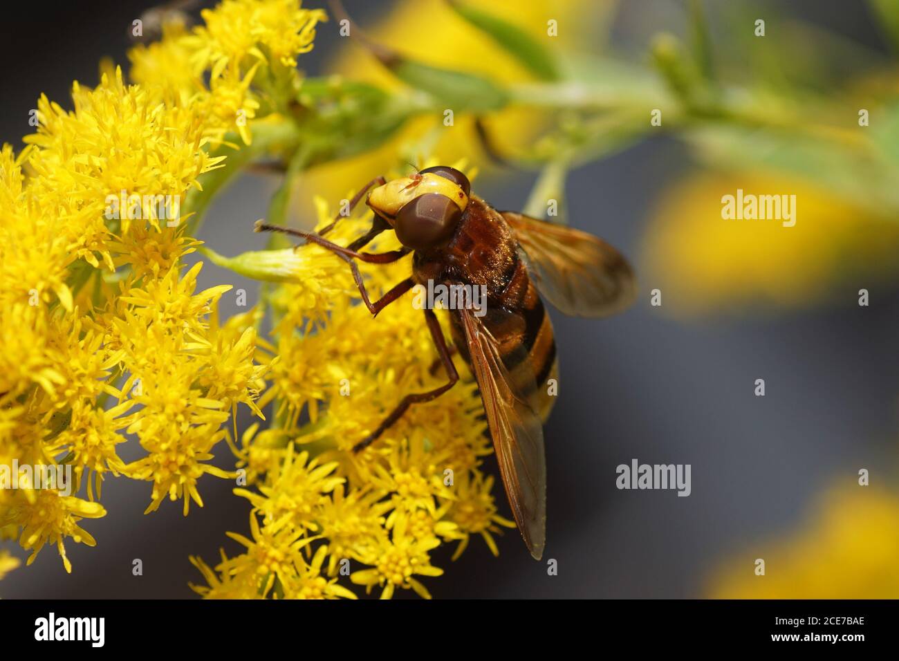 Hornet mimic hoverfly, Hornet Plumehorn (Volucella zonaria) on the ...