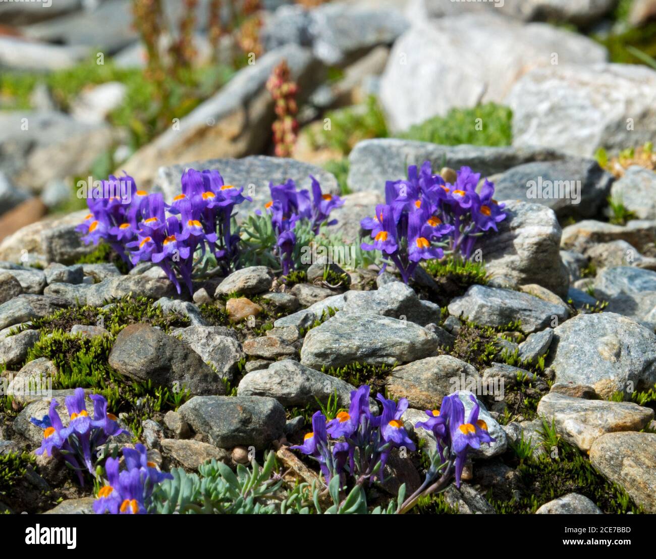 Alpine toadlax, Linaria alpina, purple flowers with orange lobes in the ...