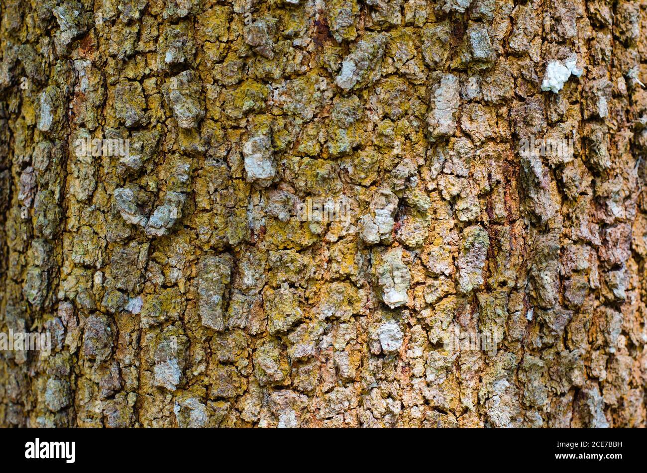 Grunge Texture of Tree Peel Stock Photo - Alamy