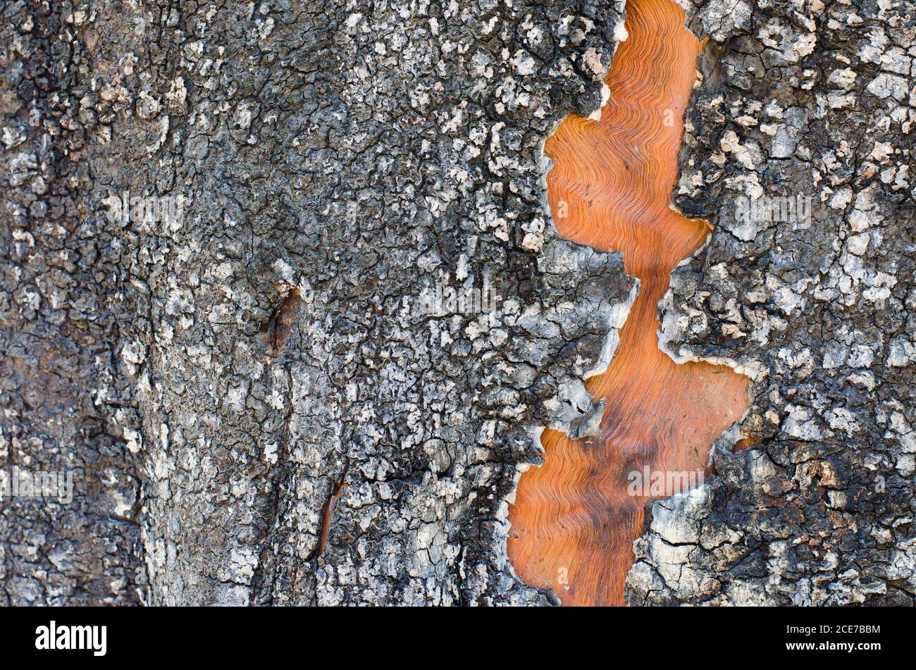 Grunge Texture of Tree Peel Stock Photo - Alamy