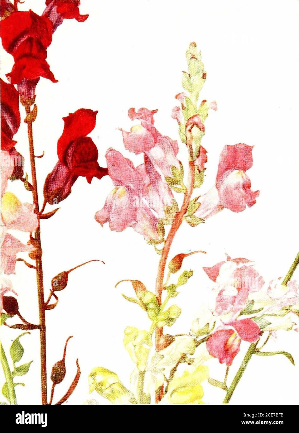 Stiffly upright hi-res stock photography and images - Alamy