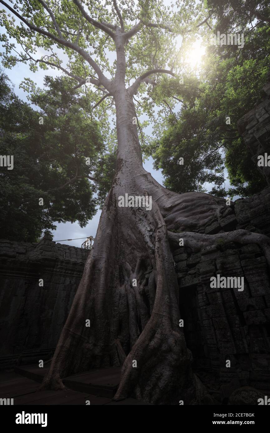 From below of old stone Buddhist temple covered with roots of large ...