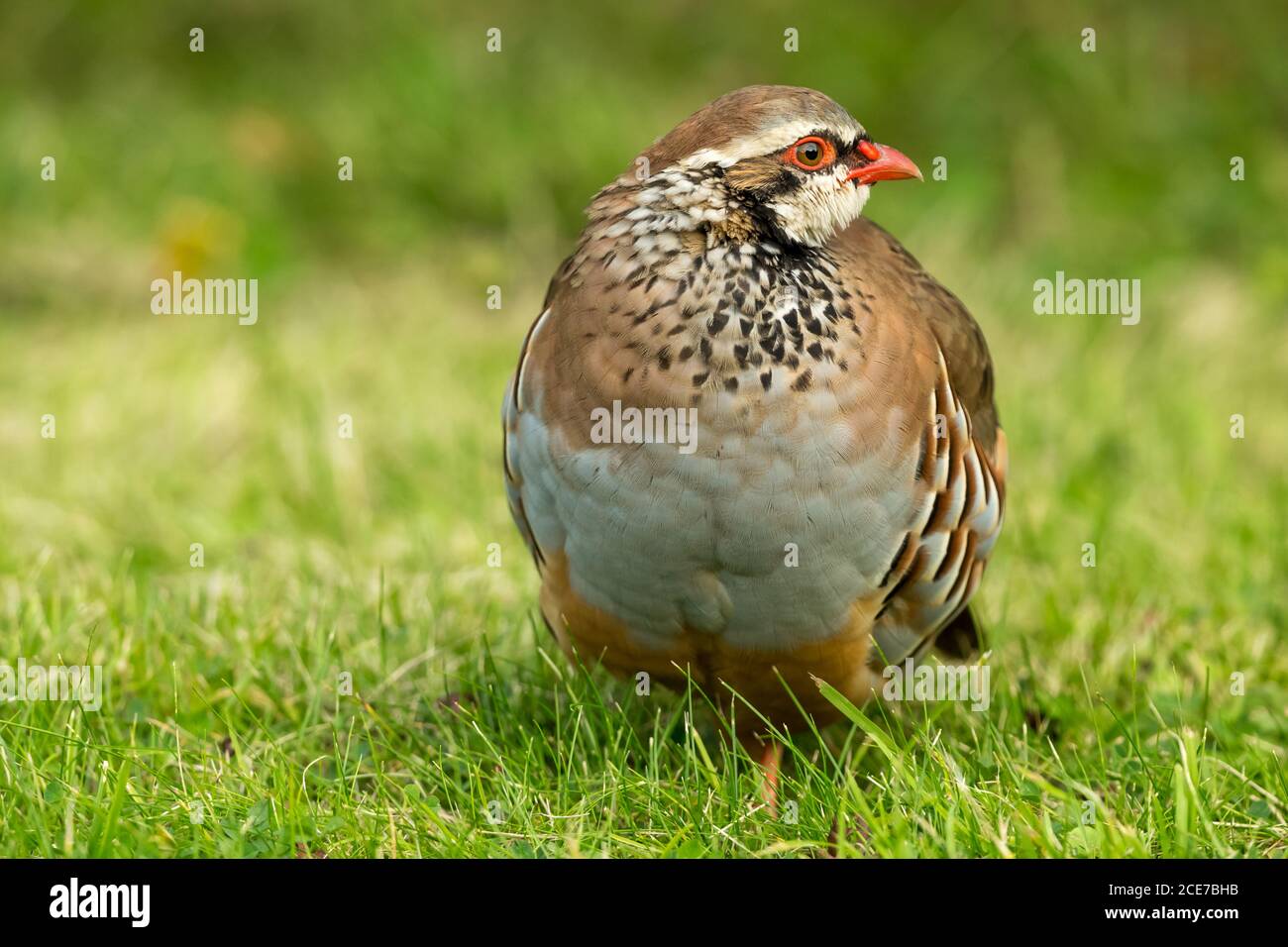 Red-legged or French Partridge. Close up of this small and colourful ...
