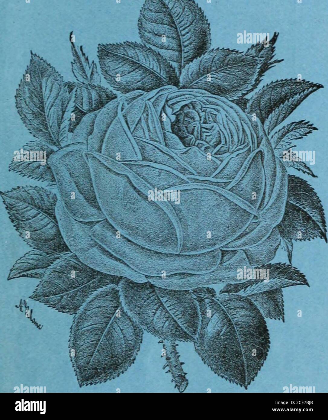 Safrano rose hi-res stock photography and images - Alamy