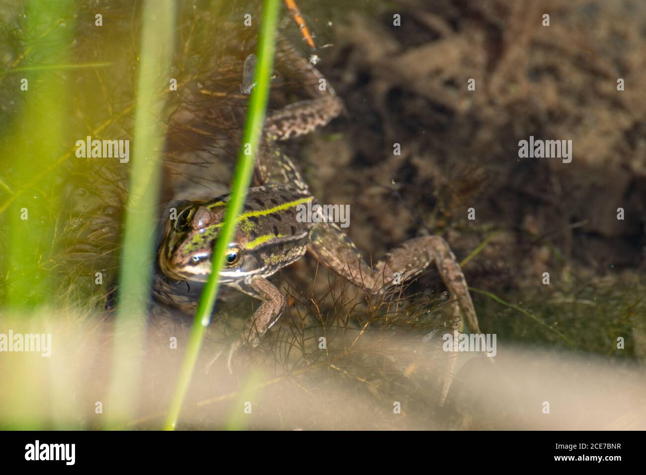 Pool frog (Pelophylax lessonae, formerly Rana lessonae) in a pond at ...