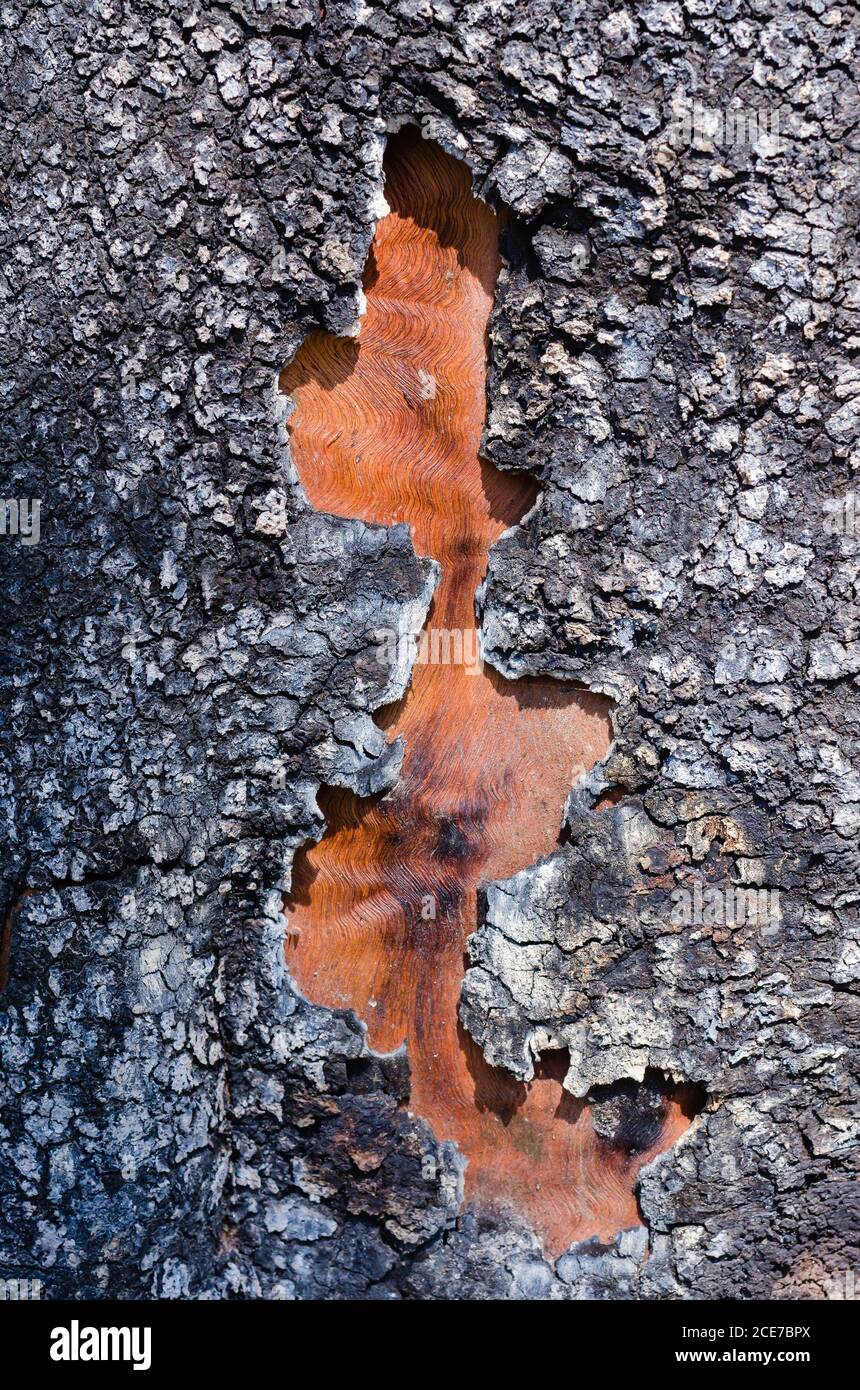Grunge Texture of Tree Peel Stock Photo - Alamy
