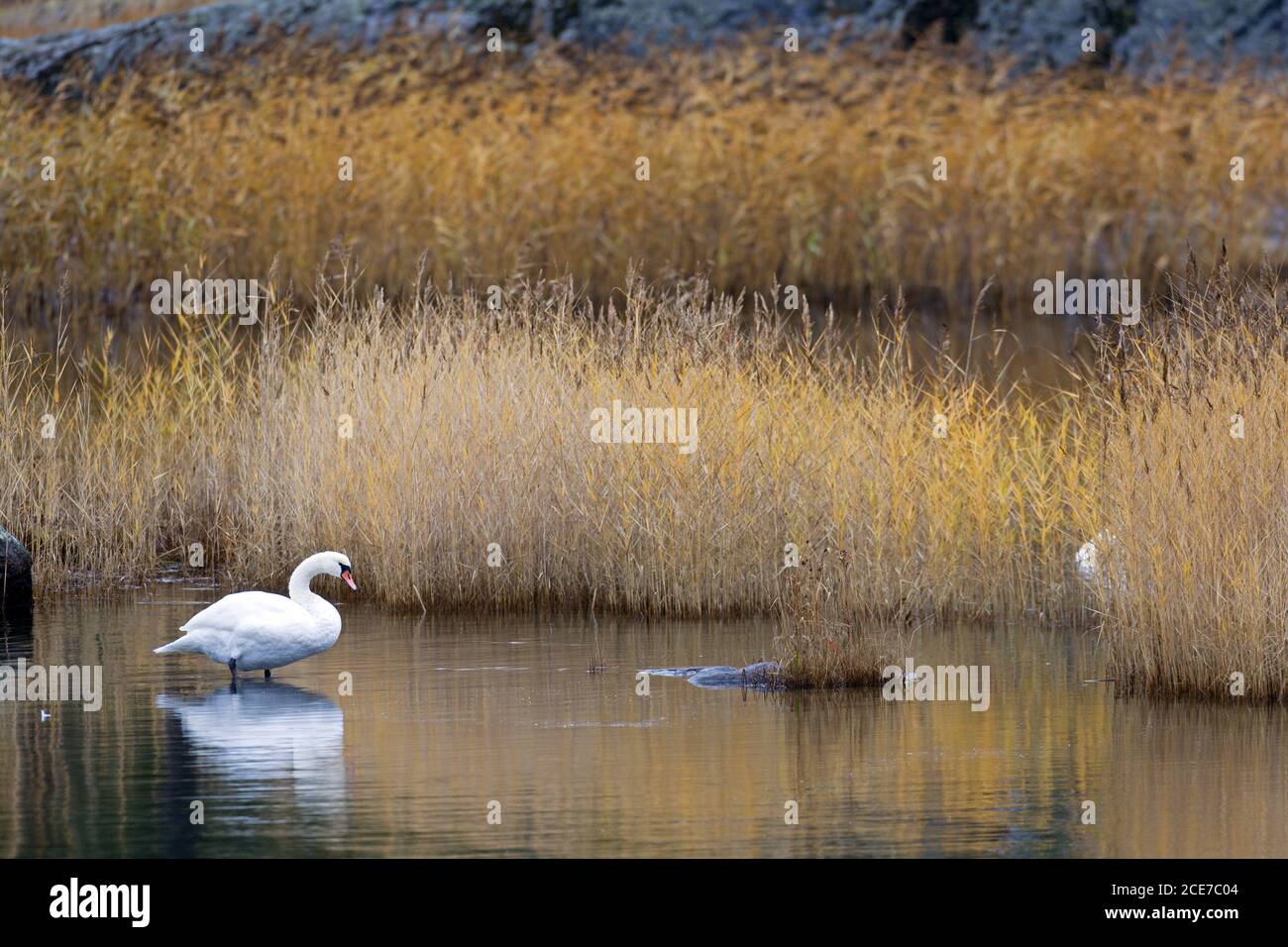 Archipelago stockholm insel hi-res stock photography and images - Alamy