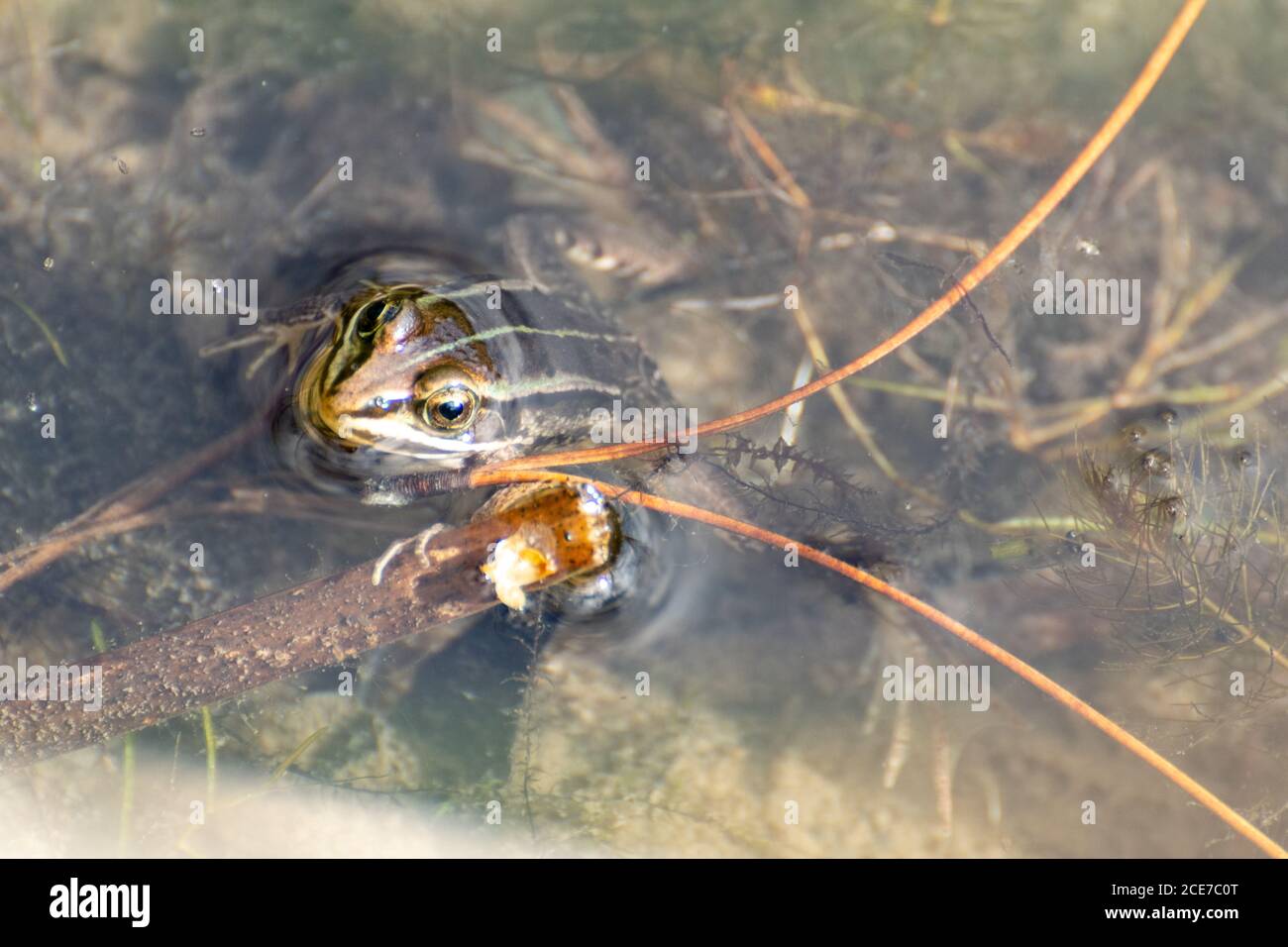 Pool frog (Pelophylax lessonae, formerly Rana lessonae) in a pond at ...