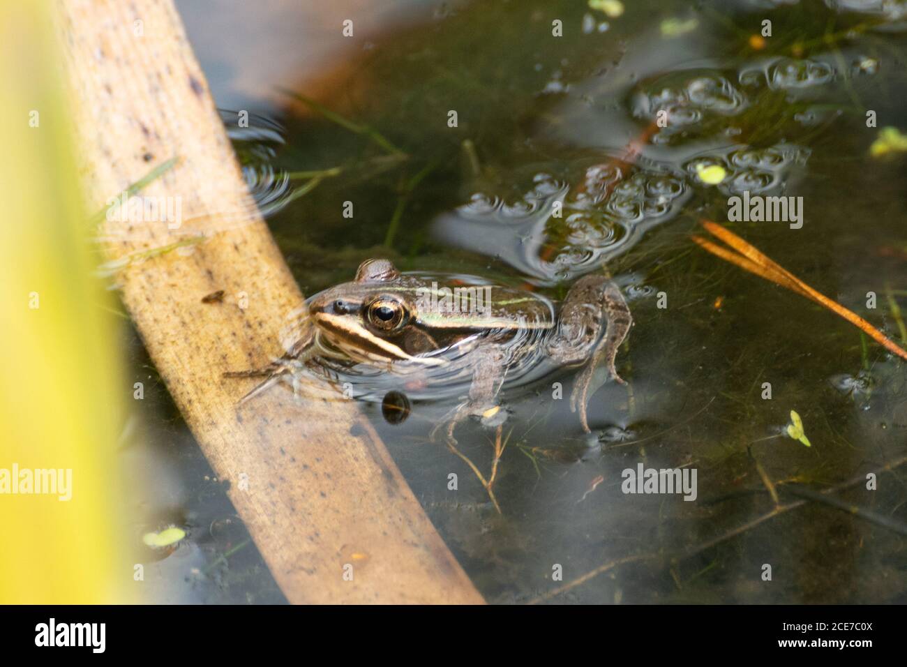 Pool frog (Pelophylax lessonae, formerly Rana lessonae) in a pond at ...