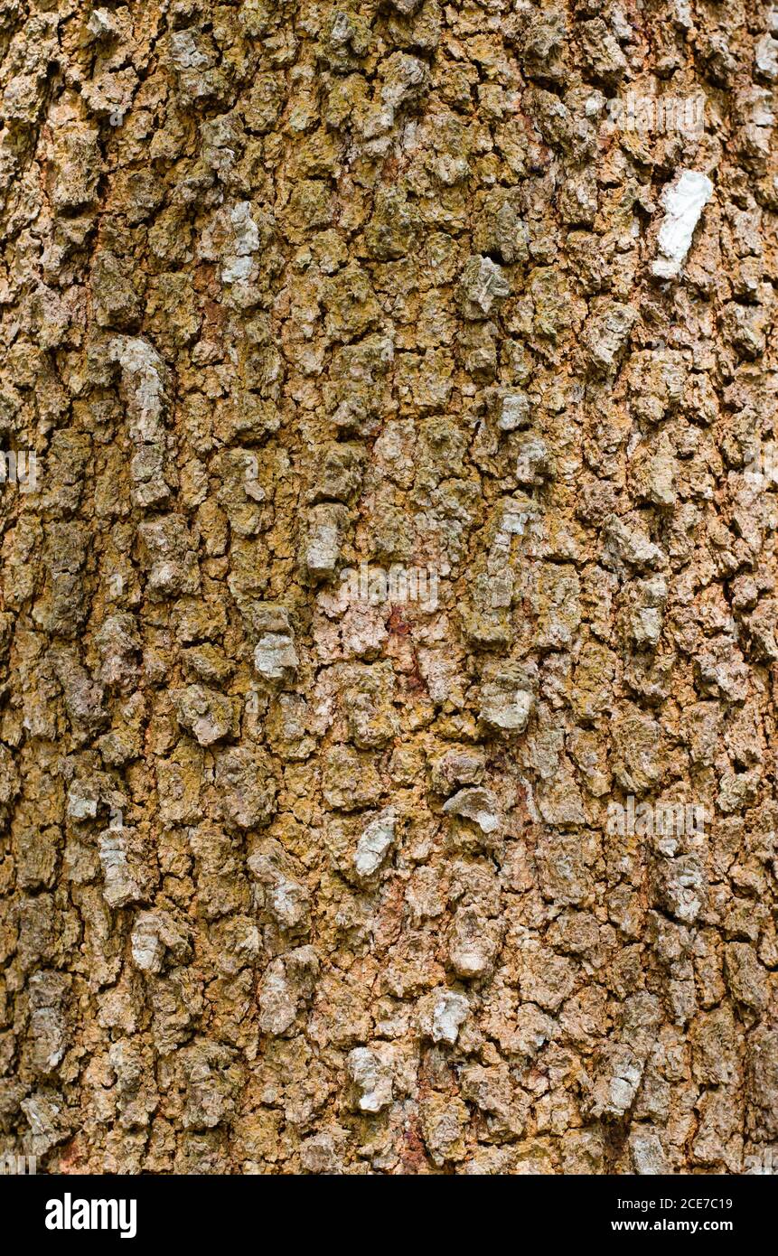 Grunge Texture of Tree Peel Stock Photo - Alamy