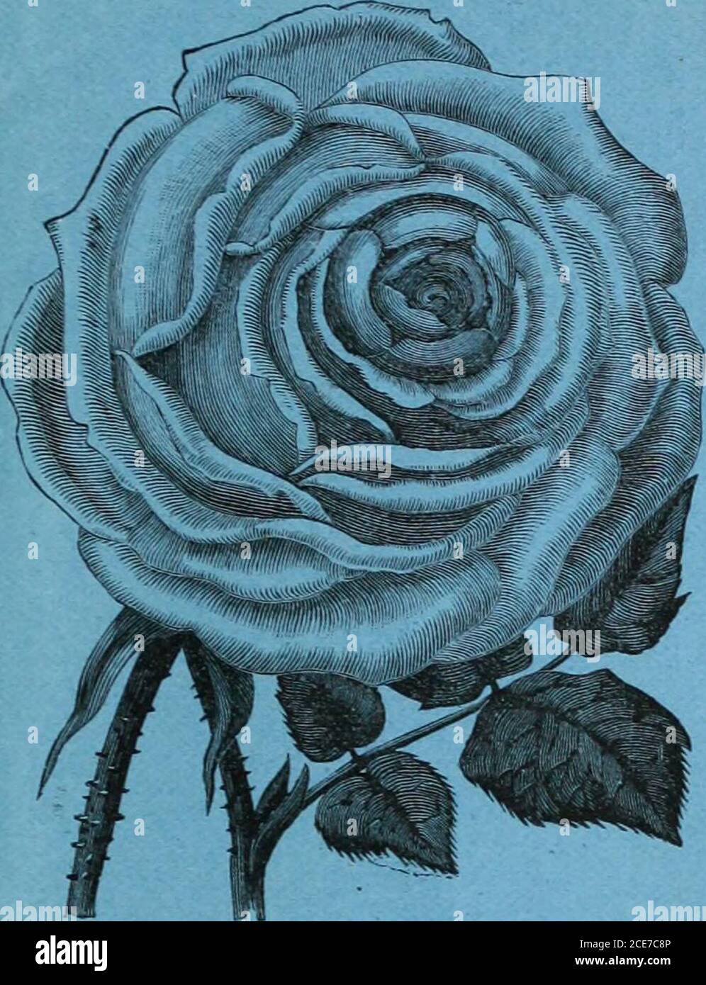 Safrano rose hi-res stock photography and images - Alamy