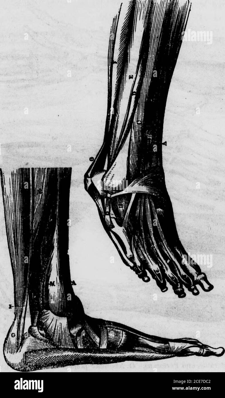 Extensor digiti minimi muscles Black and White Stock Photos & Images ...