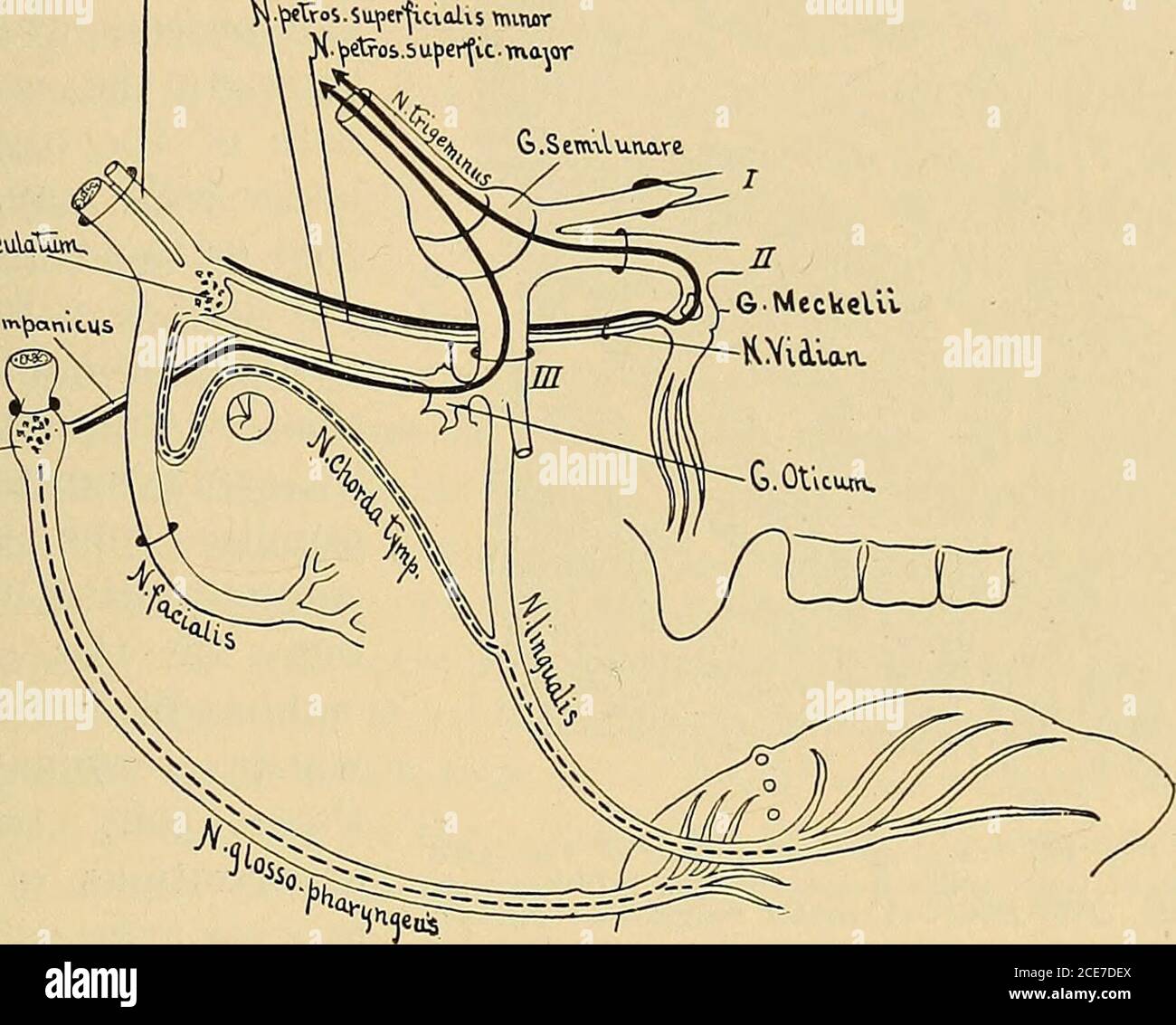 Sphenopalatine Nerve