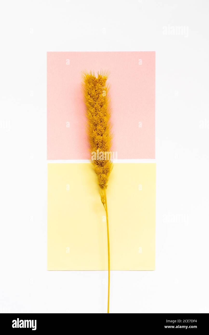 Sprig of wheat hi-res stock photography and images - Alamy