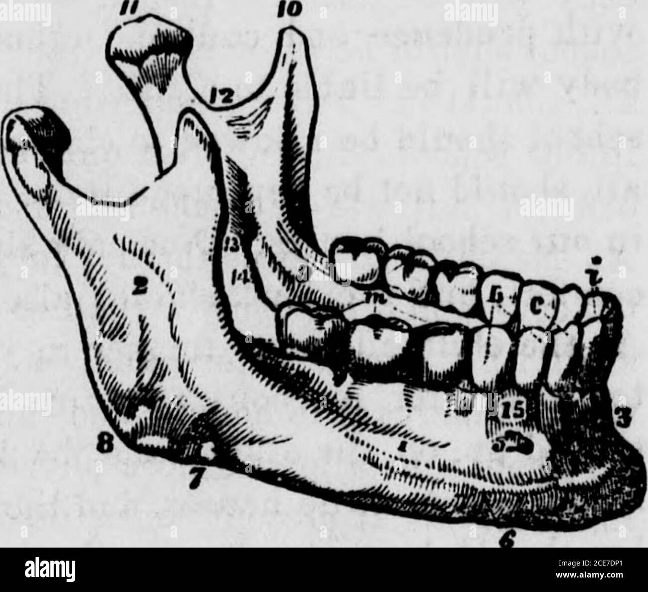 Internal Oblique Ridge