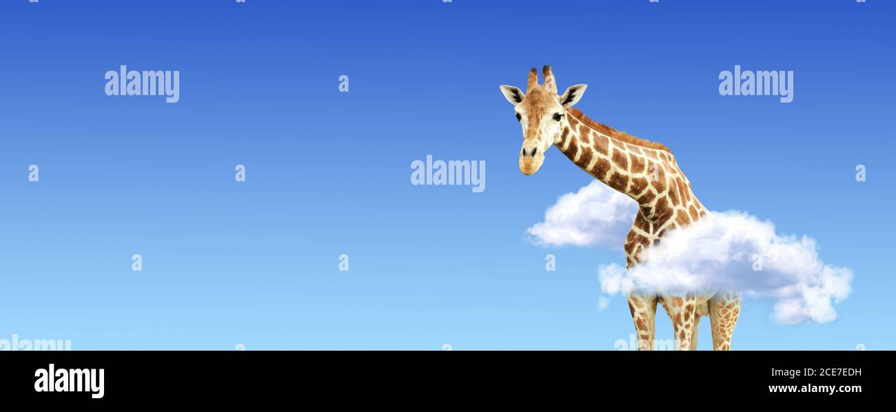 Horizontal banner with giraffe above clouds. Cute giraffe in the sky ...