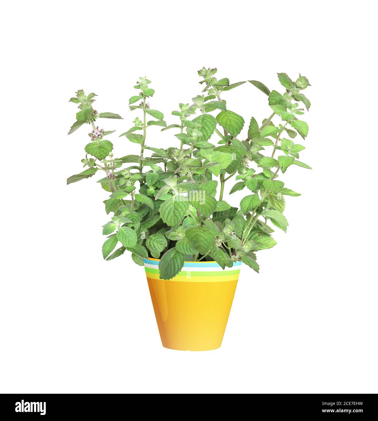 Branch of peppermint with green leaves. Sprigs of mint in flowerpot ...