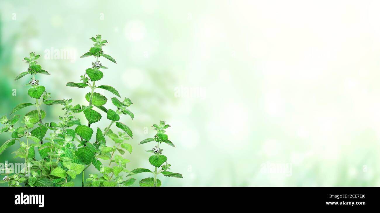 Branches of peppermint. Horizontal banner with beautiful green mint ...