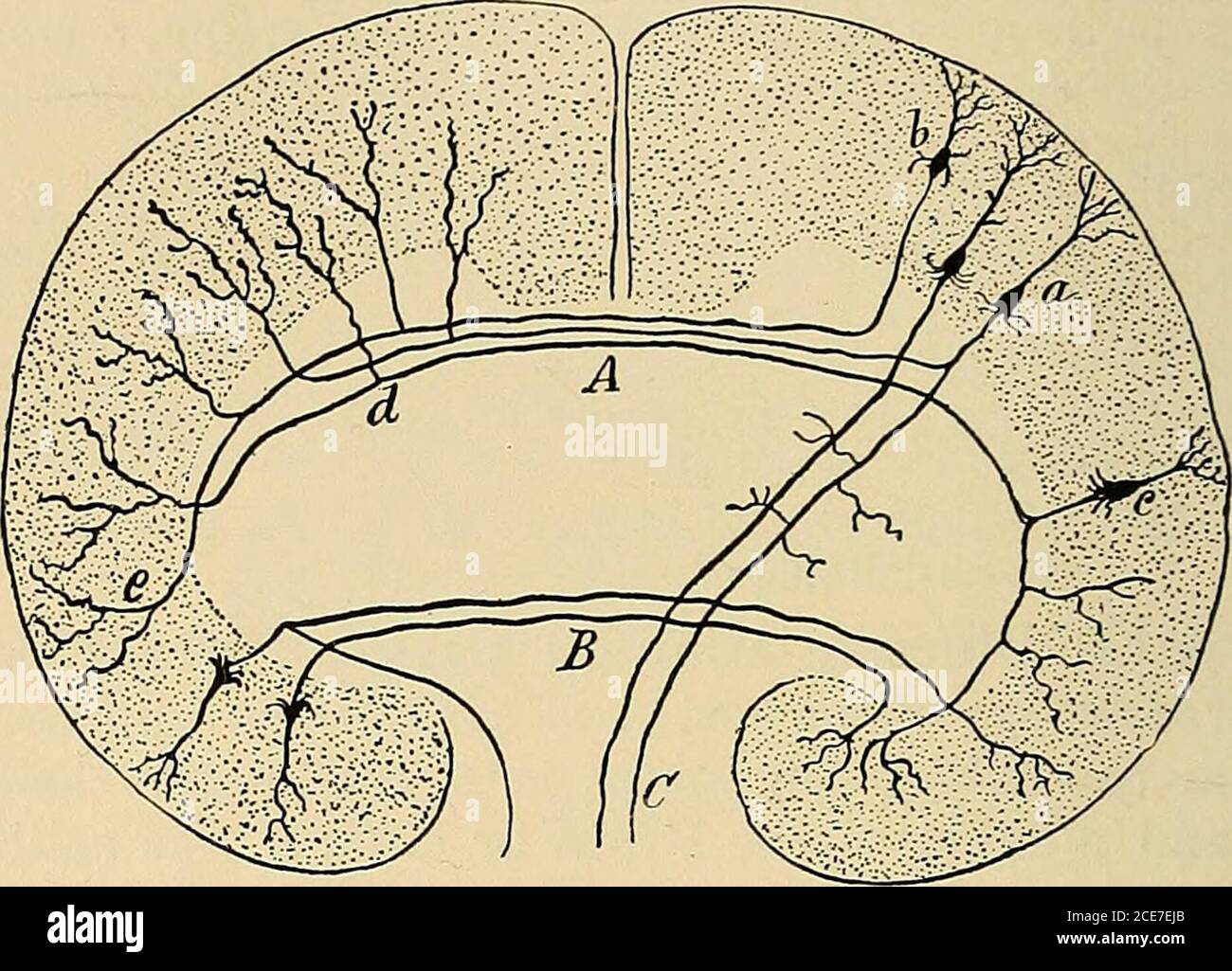 Pyramidal lobe hi-res stock photography and images - Alamy