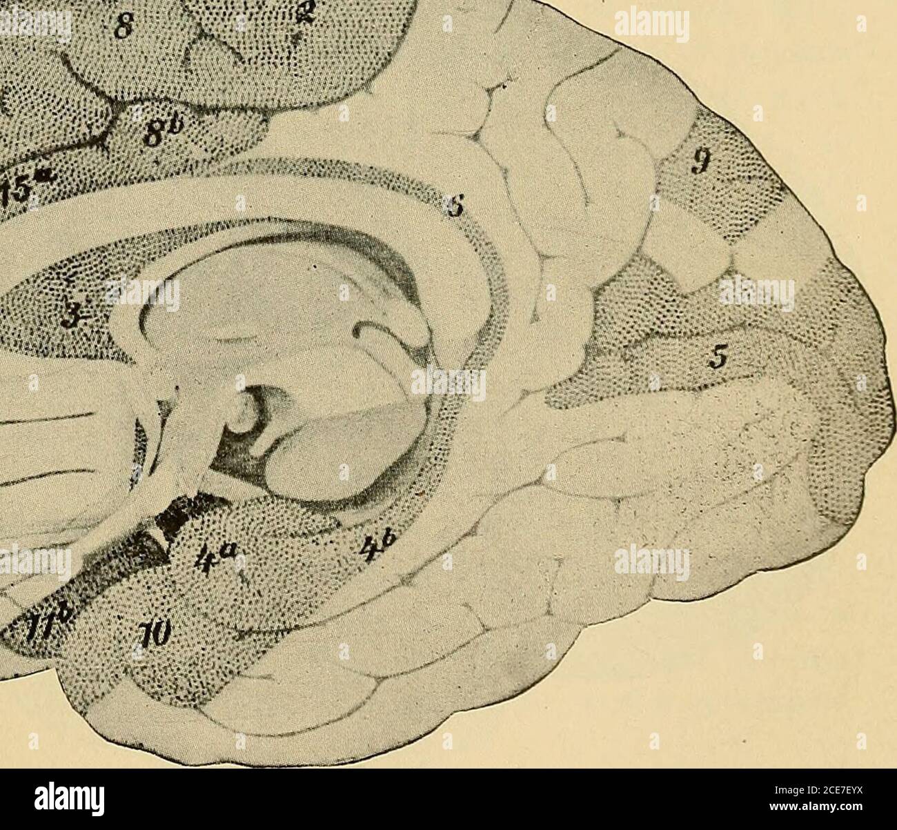 . A text-book of physiology : for medical students and physicians . Fig ...