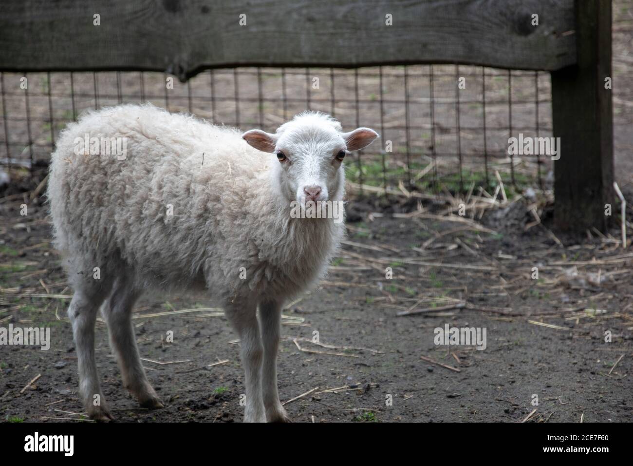 Closeup shot of a lamb in a farm Stock Photo - Alamy