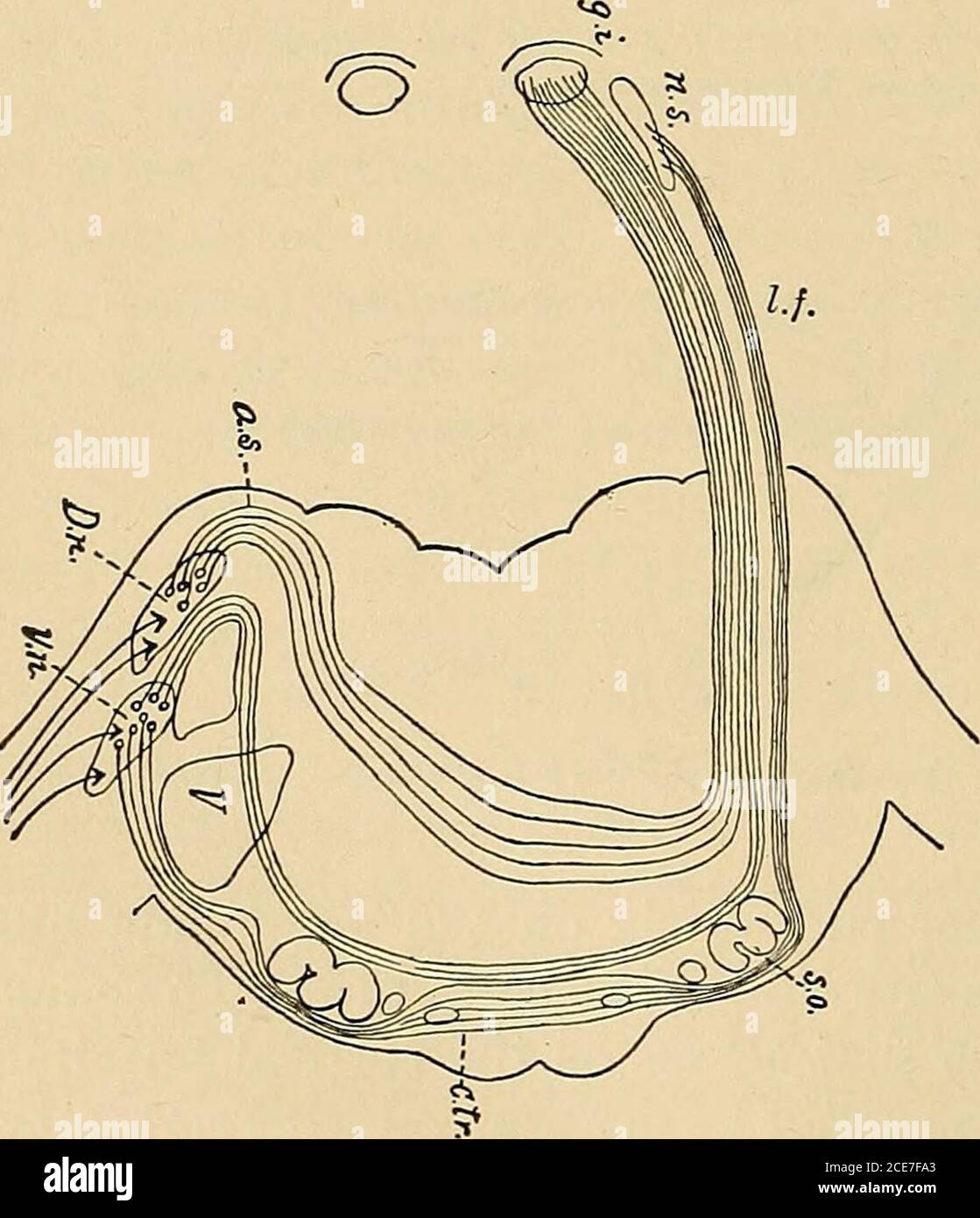 Cerebellum connections hi-res stock photography and images - Alamy