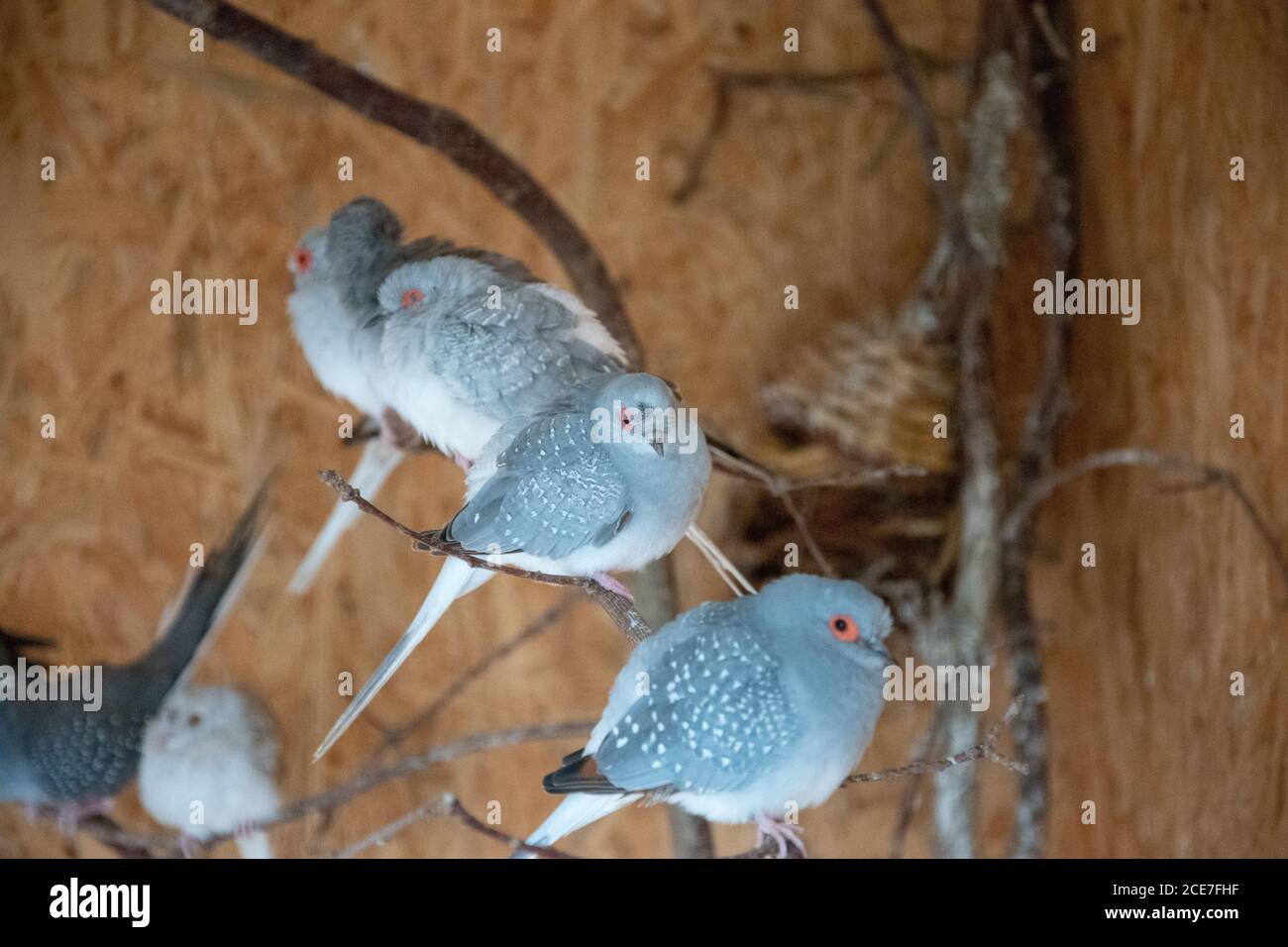 Diamond dove animal bird hi-res stock photography and images - Alamy