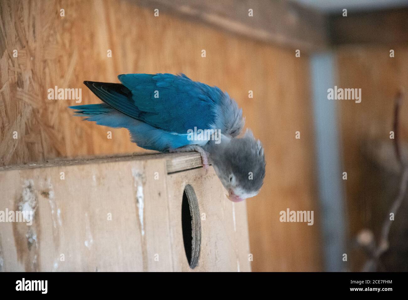 Closeup shot of a blue monk parakeet bird on a handmade nest Stock ...