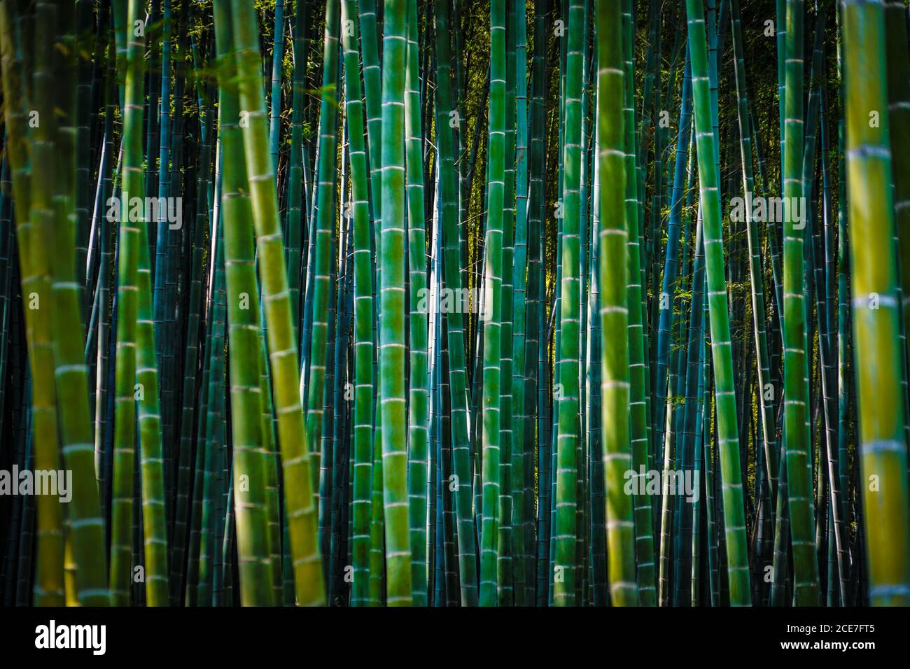 The Small Diameter Of The Bamboo Forest High Resolution Stock ...