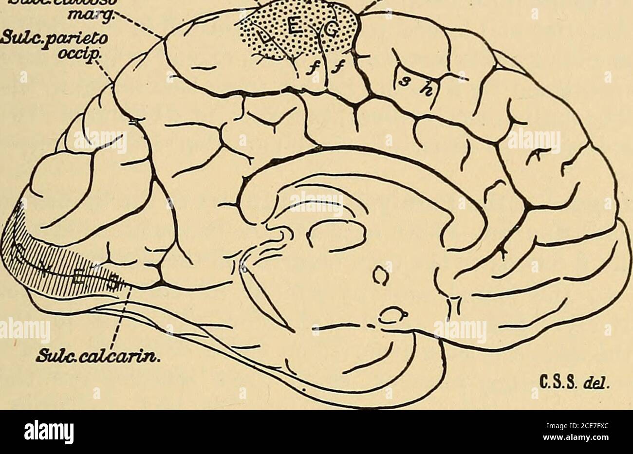 Central sulcus hi-res stock photography and images - Alamy