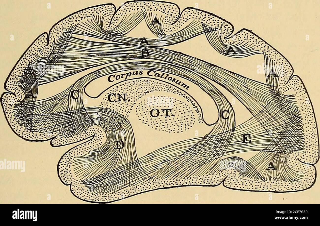 . A text-book of physiology : for medical students and physicians . Fig ...