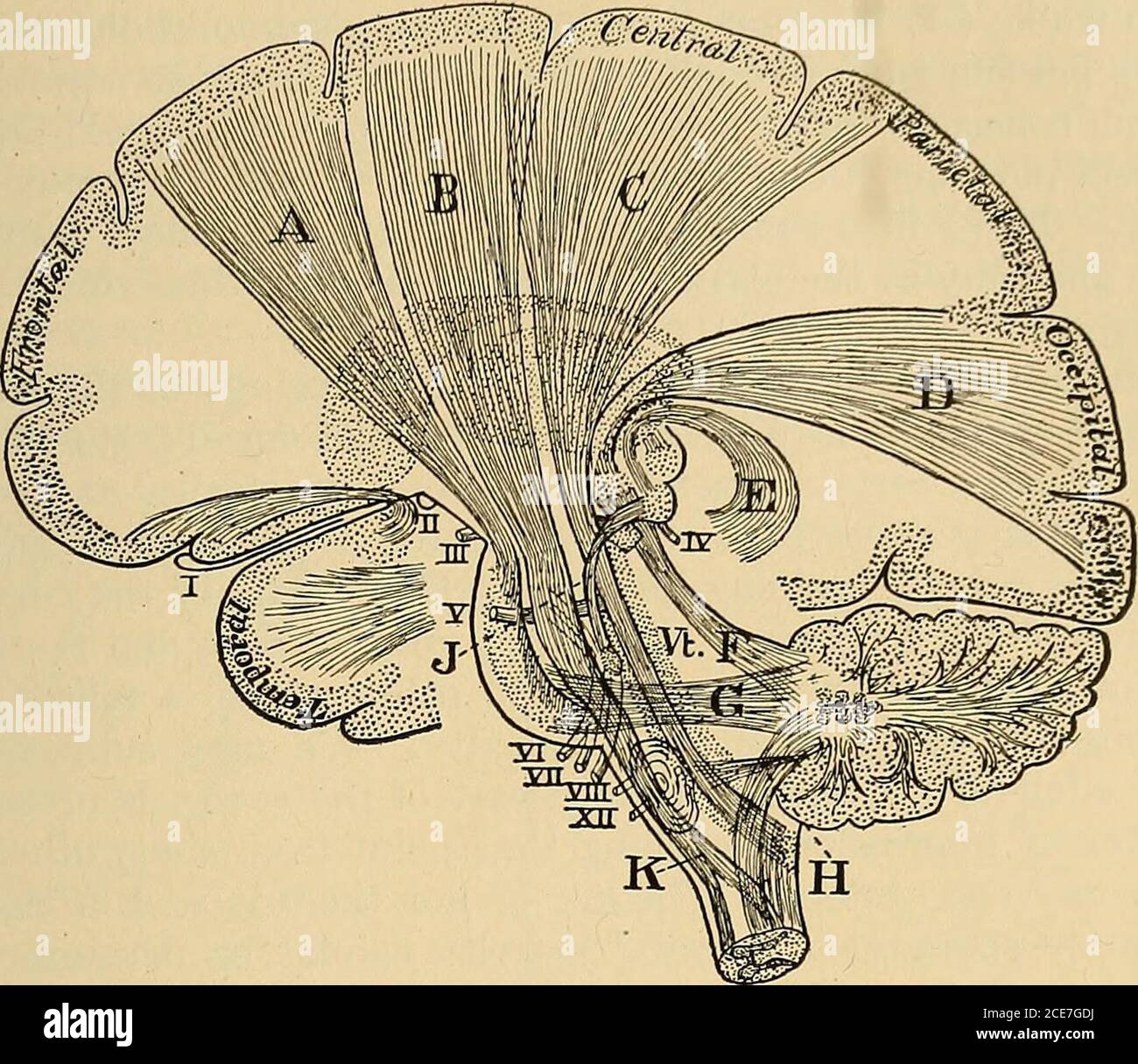 . A text-book of physiology : for medical students and physicians . V J
