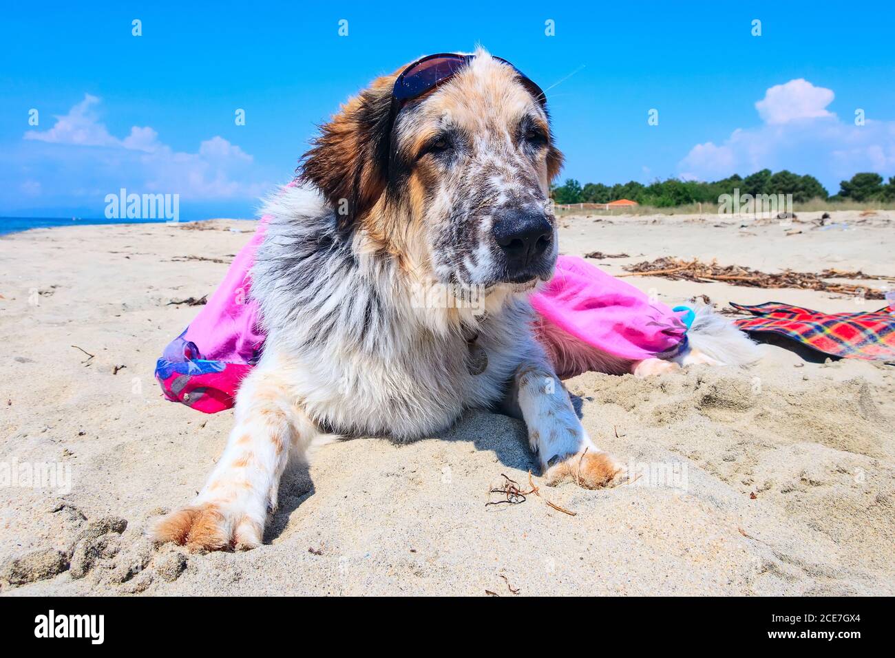 Fuzzy Dog High Resolution Stock Photography and Images - Alamy