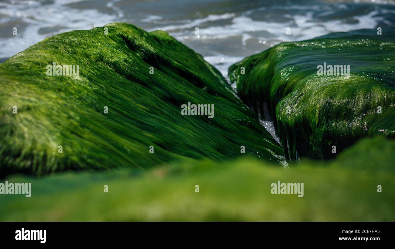 Closeup shot of a seagrass texture at Marvante beach, Karnataka Stock ...