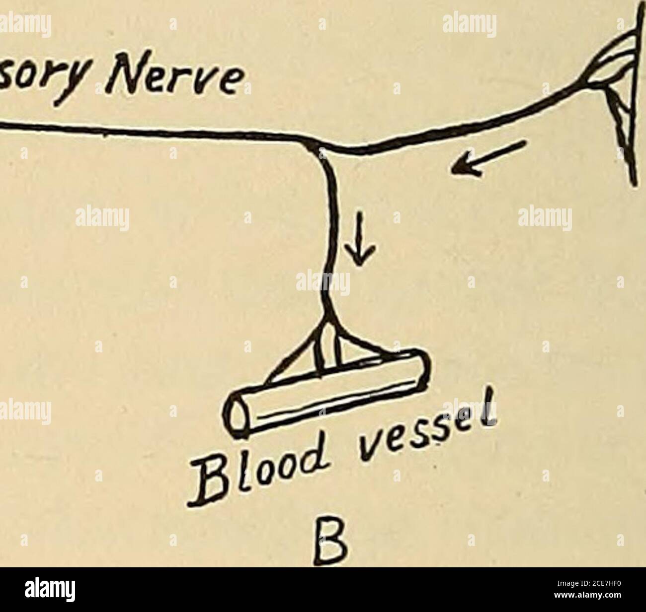 Nerve Sensor High Resolution Stock Photography and Images - Alamy