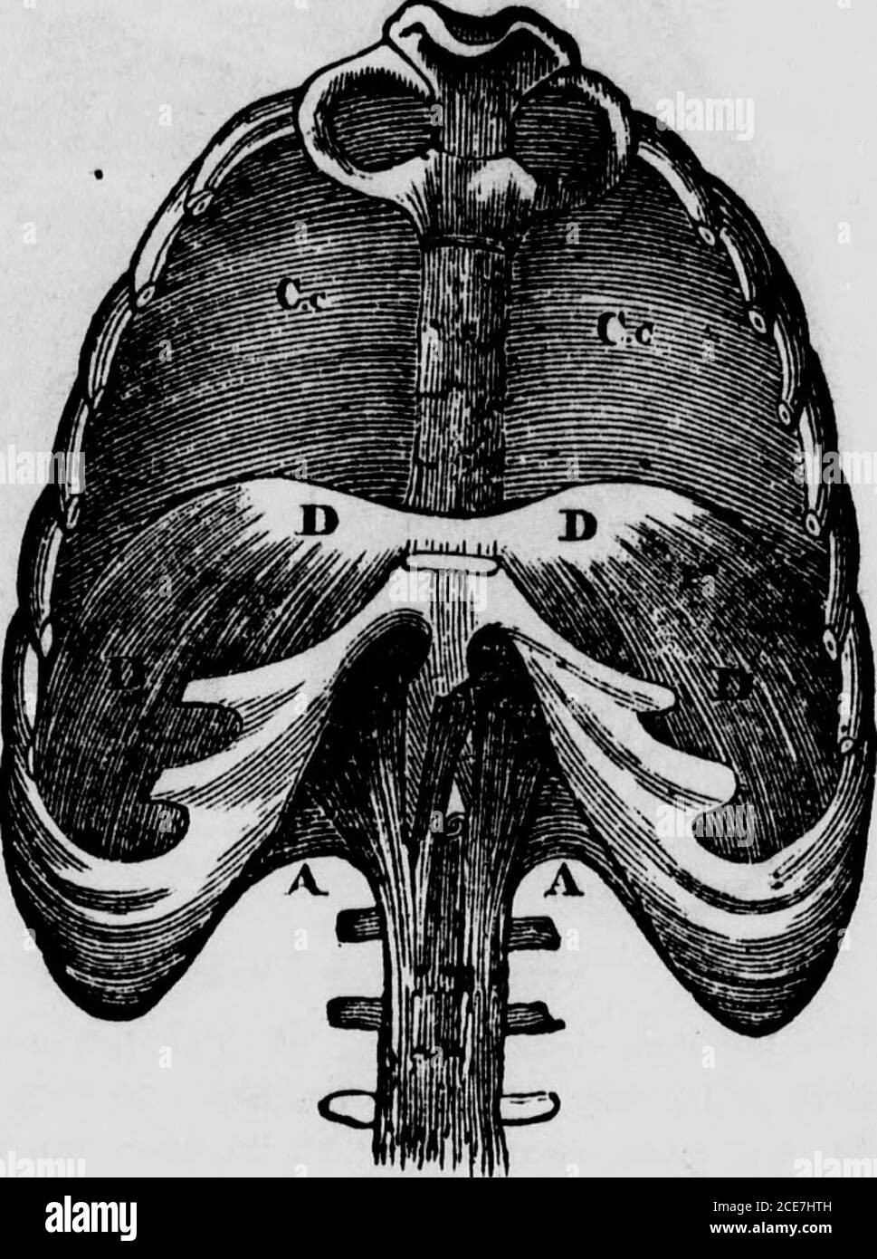 Chest cavity abdomen Black and White Stock Photos & Images - Alamy
