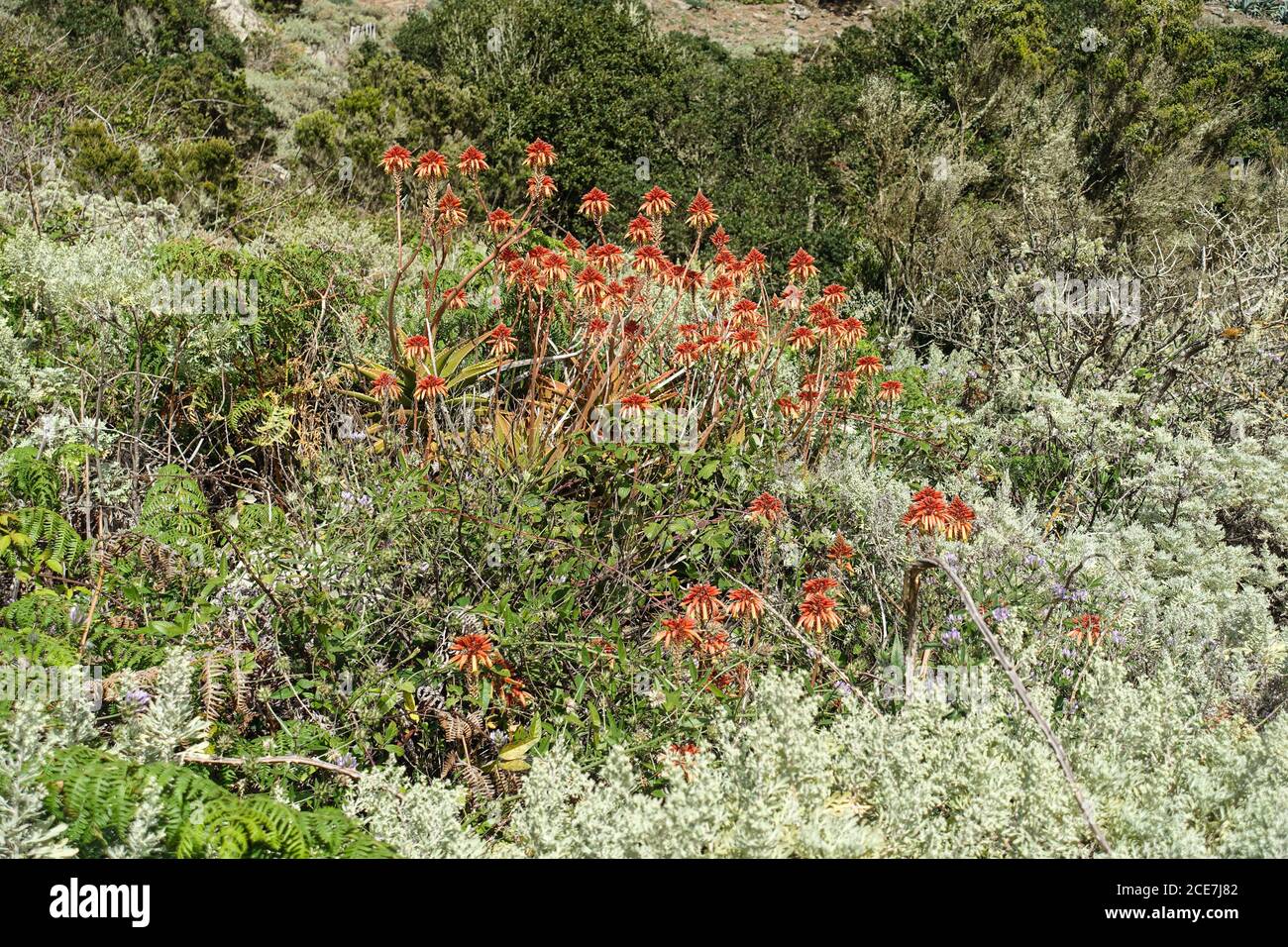 Typical spanish plant hi-res stock photography and images - Alamy