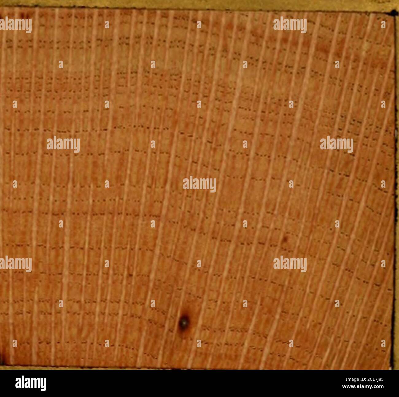 Quercus eiche roble hi-res stock photography and images - Alamy