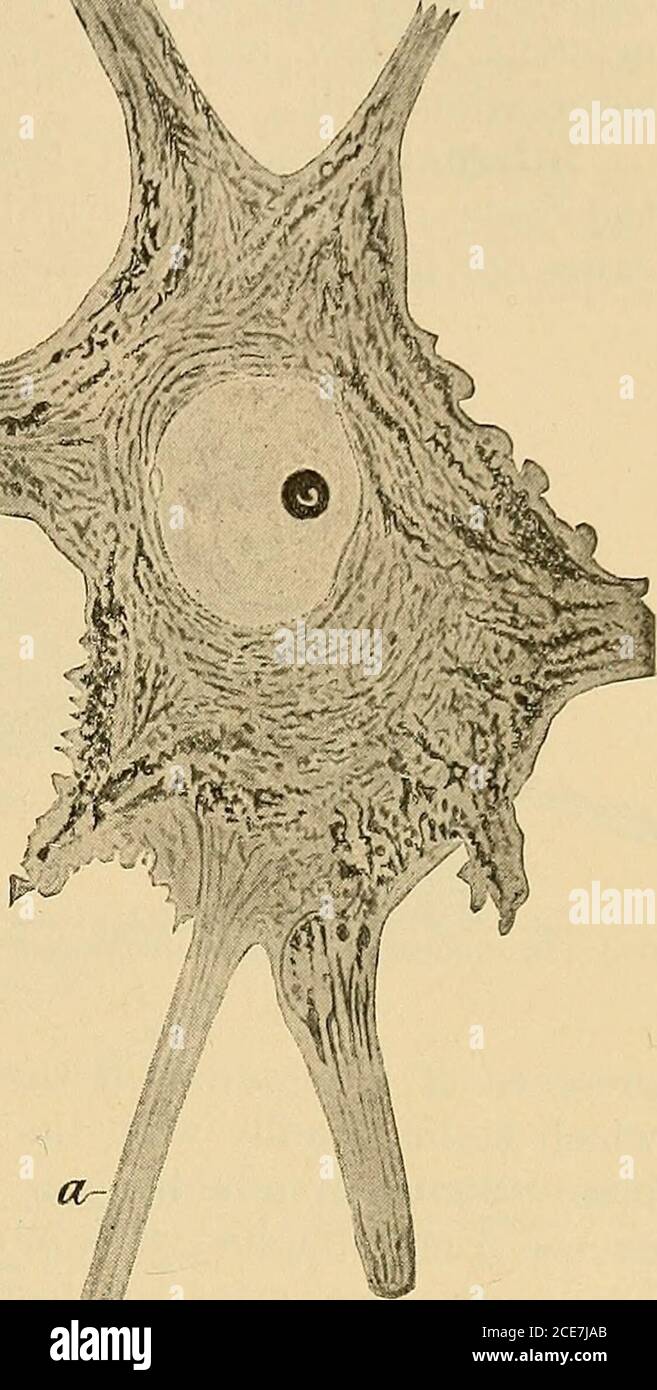 . A text-book of physiology : for medical students and physicians . Fig ...