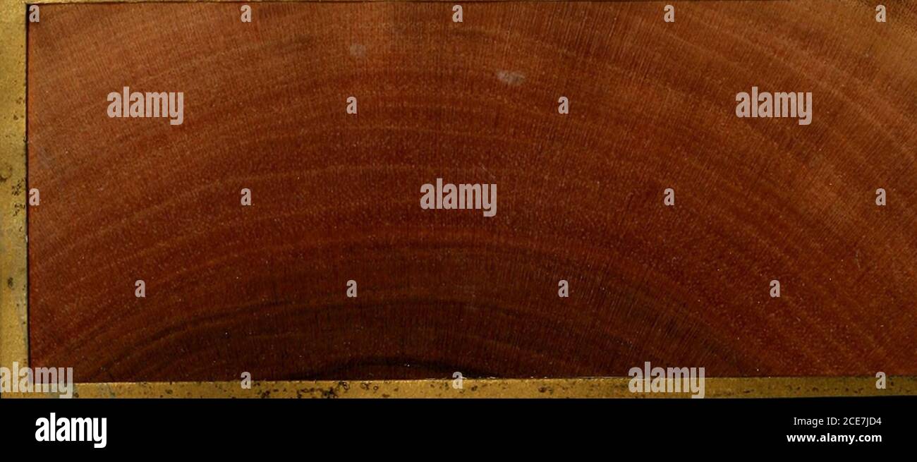 Walnut juglans sp hi-res stock photography and images - Alamy